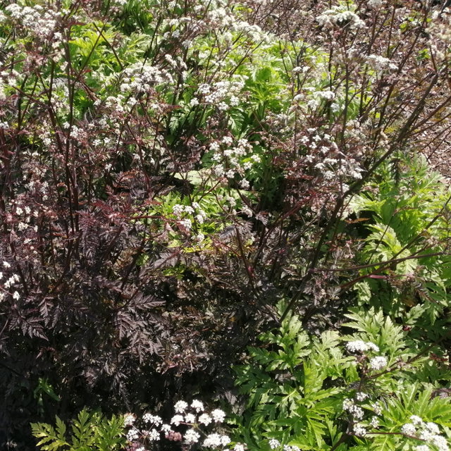 Anthriscus Sylvestris 'Ravenswing' Seeds | Perennial Flower Seeds ...
