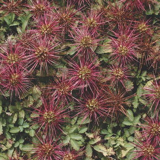 Flower Seeds | Plant World Seeds