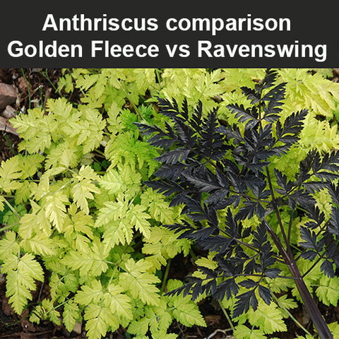 Anthriscus Sylvestris 'Ravenswing' Seeds | Perennial Flower Seeds ...